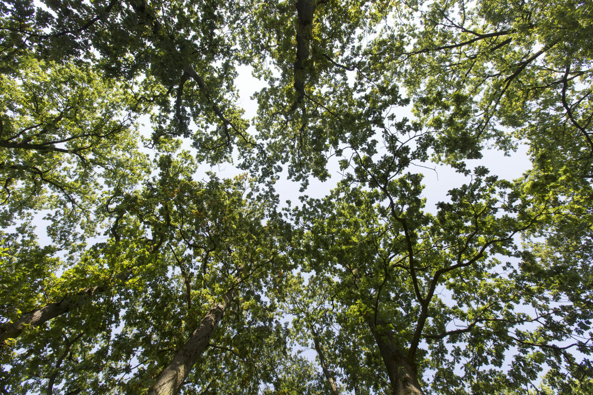 Masterclass i-Tree - idverde